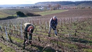 Présentation champagne – Champagne PASCAL LALLEMENT
